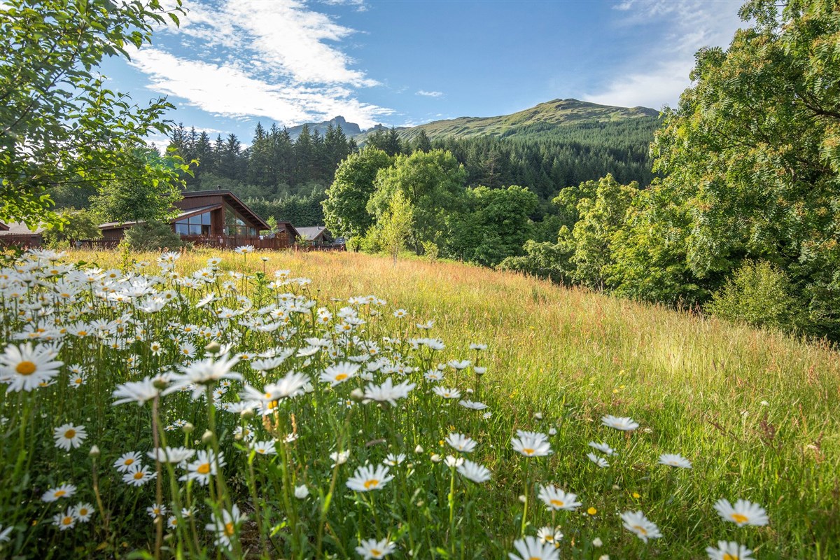 Forest Holidays, Ardgartan Argyll - Arrochar | Self-Catering | Britain ...