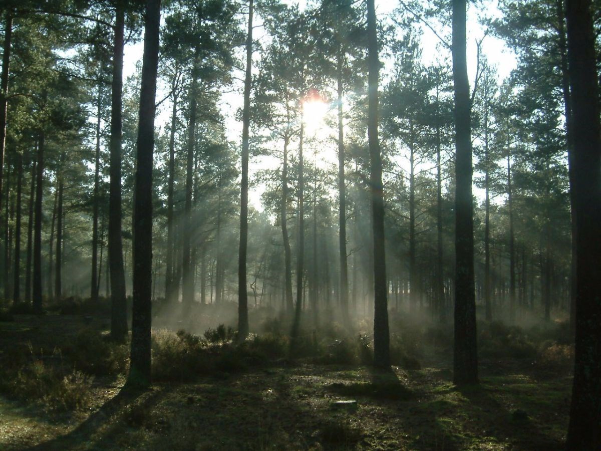 Moors Valley Country Park - Ringwood | Attractions & Activities ...