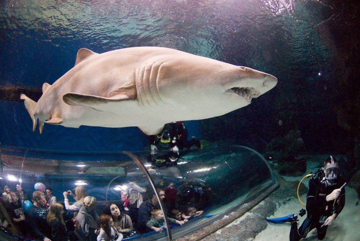 Blue Planet Aquarium - Ellesmere Port | Attractions & Activities ...
