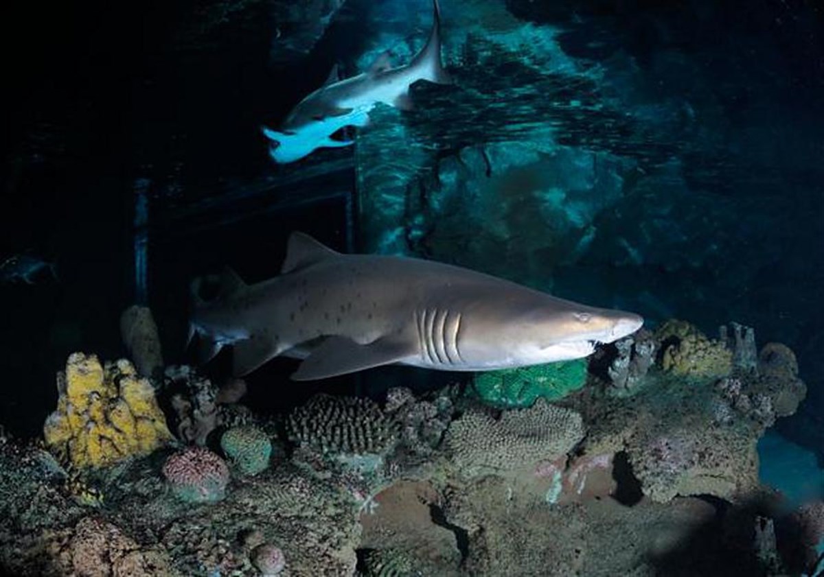 Blue Planet Aquarium - Ellesmere Port | Attractions & Activities ...