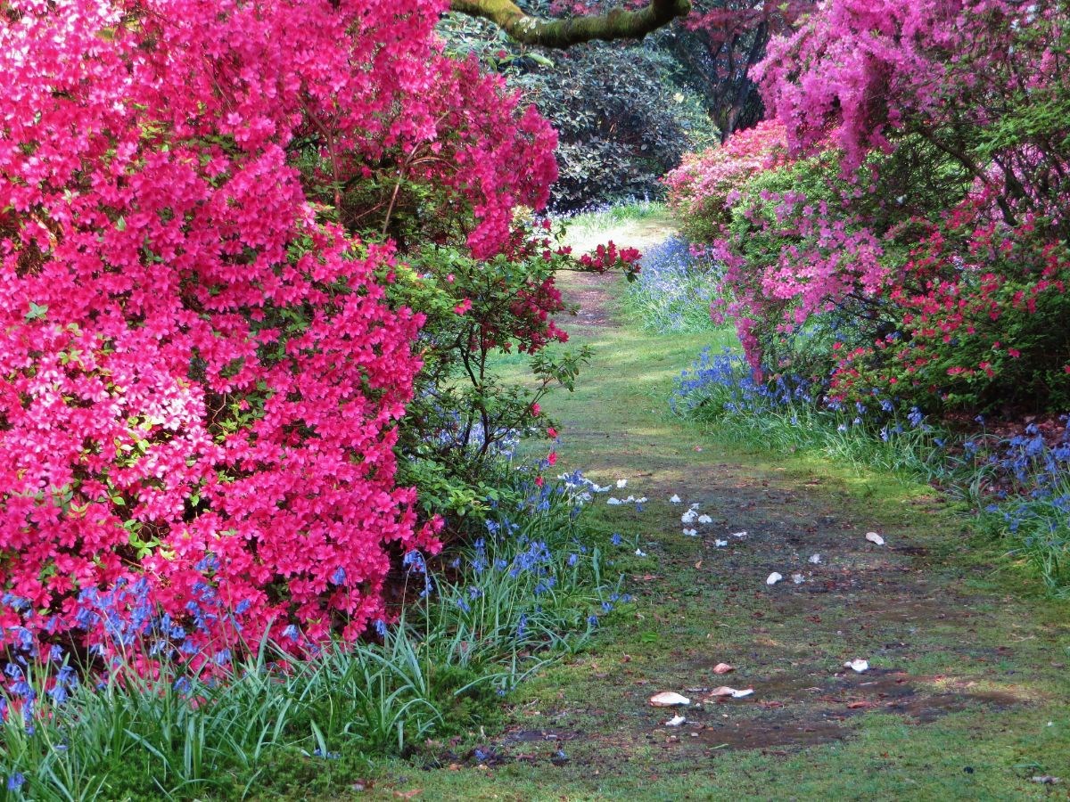 High Beeches Garden - Handcross | Gardens | Britain's Finest