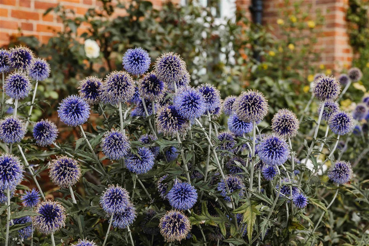 Chippenham Park Garden - Chippenham | Gardens | Britain's Finest