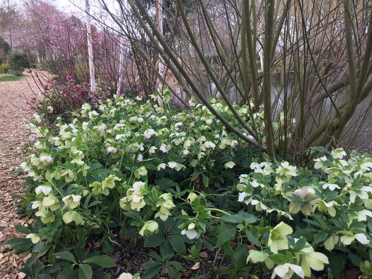 Chippenham Park Garden - Chippenham | Gardens | Britain's Finest