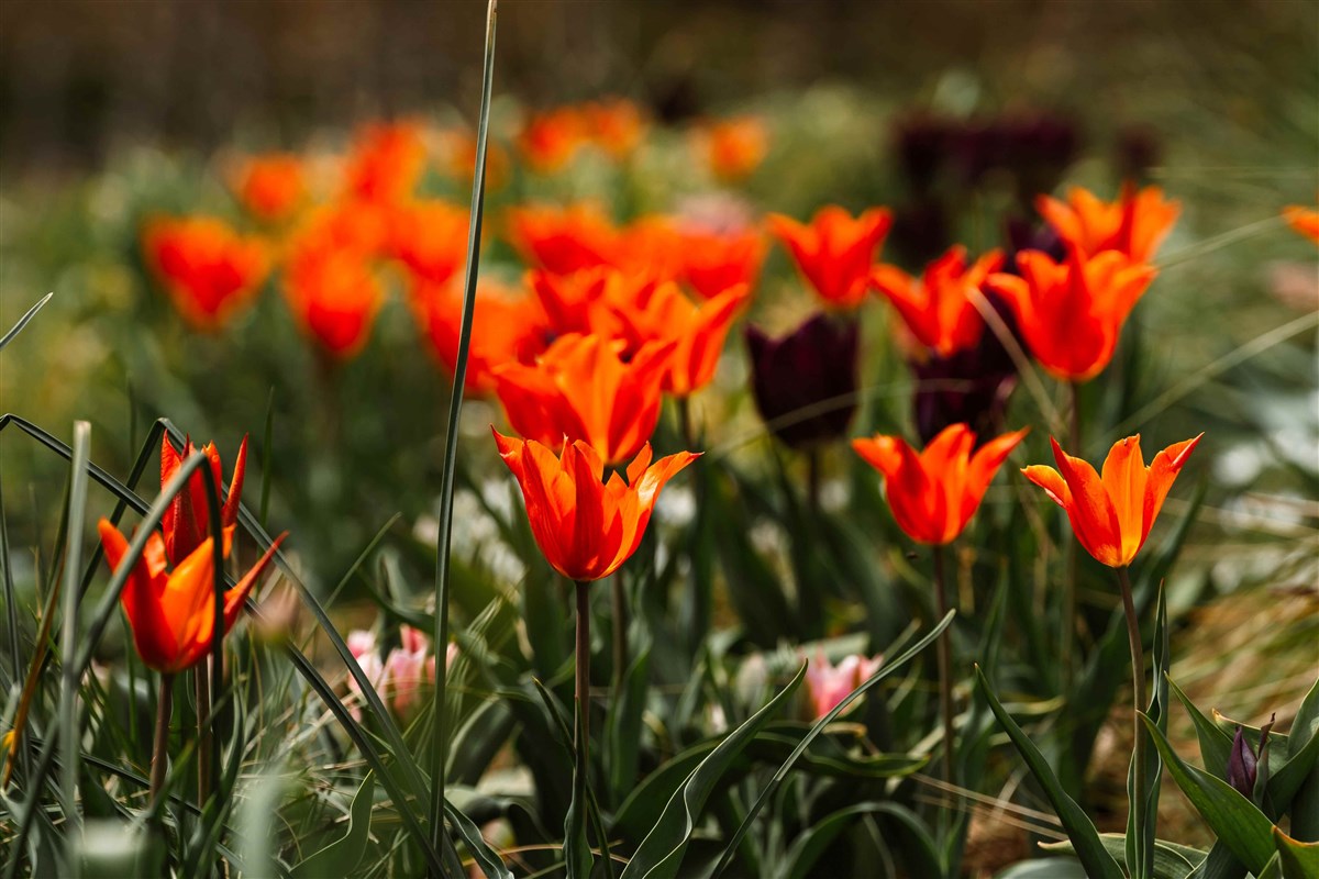 Chippenham Park Garden - Chippenham | Gardens | Britain's Finest