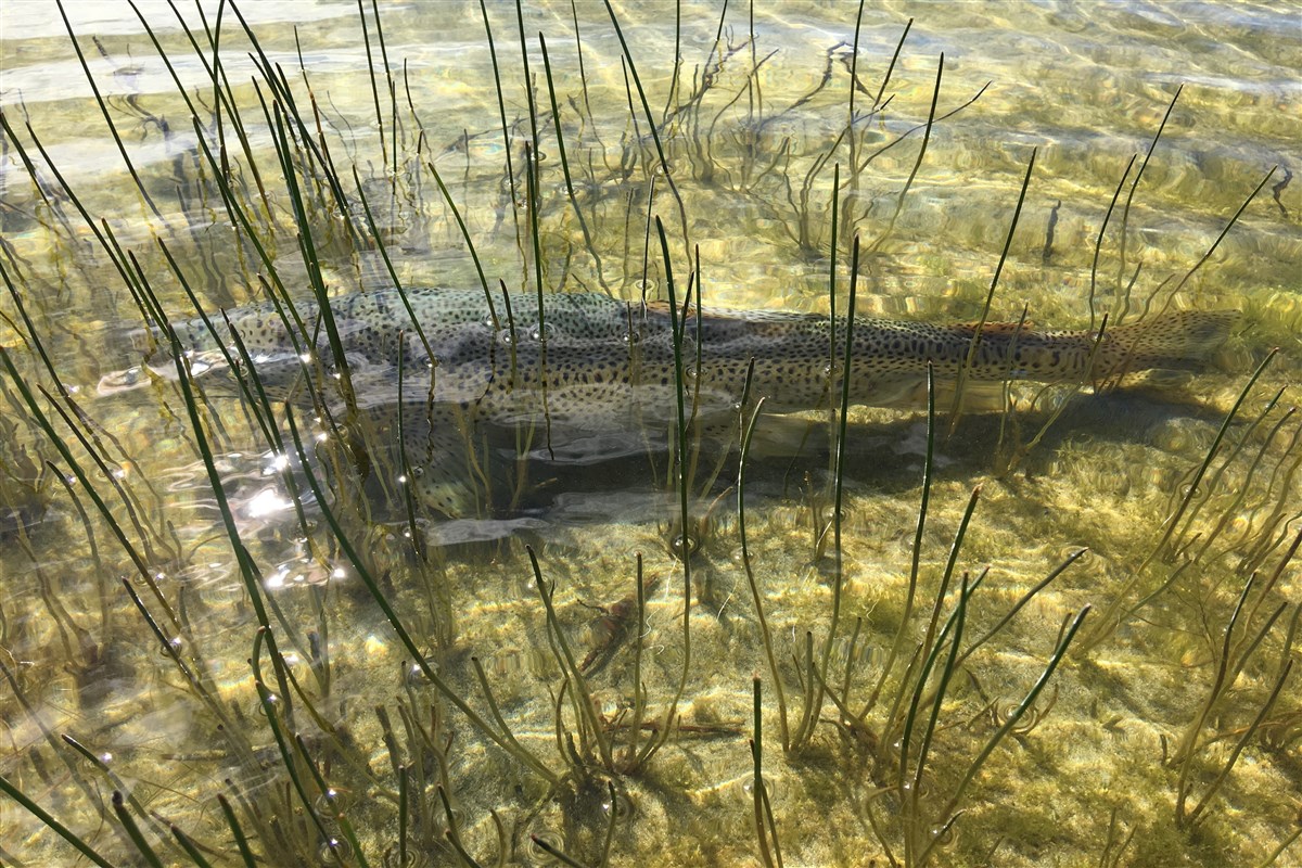 FishPal - Scotland - Hebrides - North Uist Estate