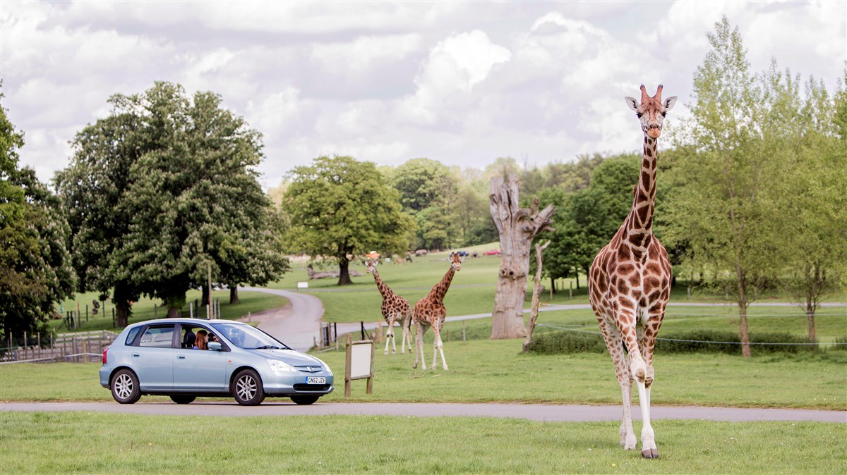 Woburn Safari Park - Woburn | Attractions & Activities | Britain's Finest