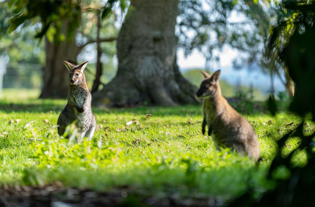 Leonardslee Lakes & Gardens - Horsham | Gardens | Britain's Finest